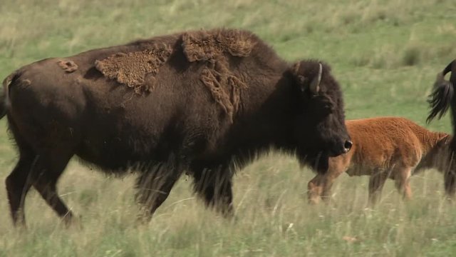 รูปภาพByson – เลือกดูภาพถ่ายสต็อก เวกเตอร์ และวิดีโอ226 | Adobe Stock