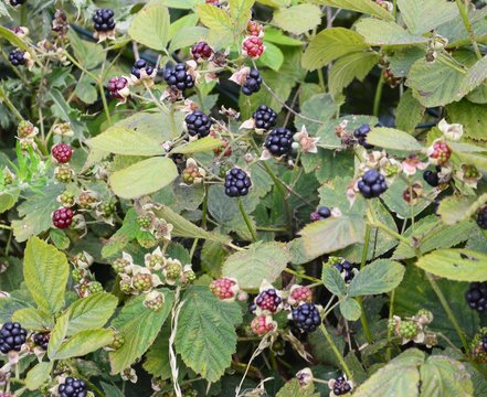 Brombeerhecke 이미지 – 찾아보기 91 스톡 사진, 벡터 및 비디오 | Adobe Stock