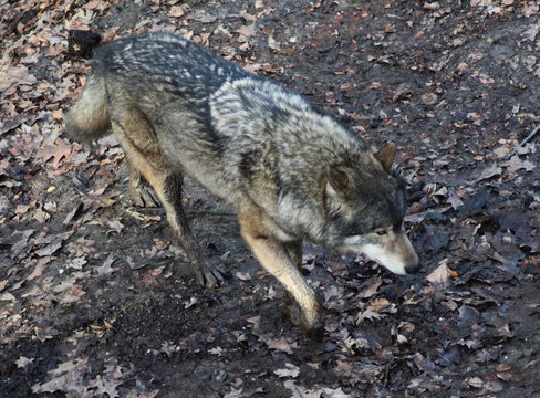 Roedel Images – Browse 31 Stock Photos, Vectors, and Video | Adobe Stock