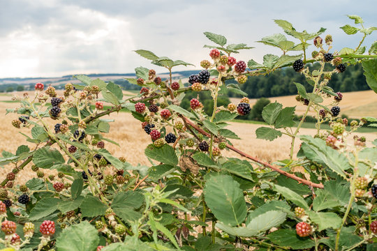Brombeerstrauch-Bilder: Stock-Fotos & -Videos. | Adobe Stock