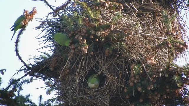 Wild Parakeet Nest