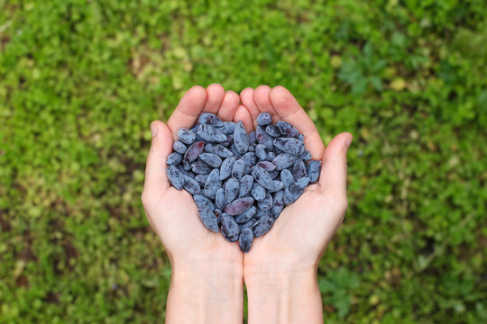 Kinnip bilder – Bläddra bland 3,220 stockfoton, vektorer och videor ...