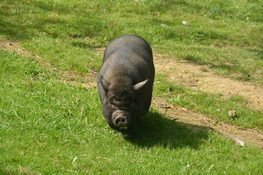 LAS 111 MEJORES IMÁGENES, FOTOS DE ARCHIVO Y VECTORES DE Gorrino ...