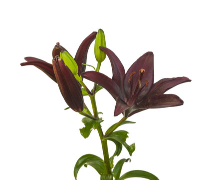 Mapira bilder – Bläddra bland 27 stockfoton, vektorer och videor ...