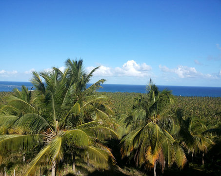 "Tropical Life" Images – Browse 662 Stock Photos, Vectors, and Video ...