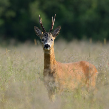 รูปภาพSarna – เลือกดูภาพถ่ายสต็อก เวกเตอร์ และวิดีโอ2,138 | Adobe Stock