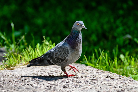 รูปภาพPidgin – เลือกดูภาพถ่ายสต็อก เวกเตอร์ และวิดีโอ650 | Adobe Stock