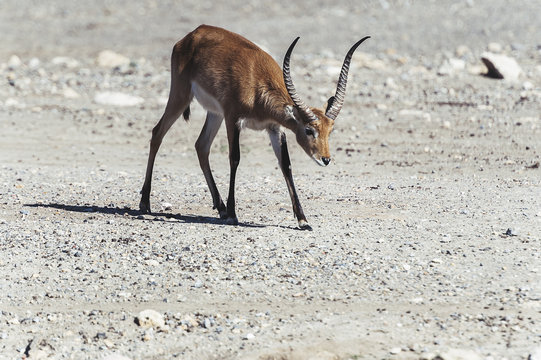 รูปภาพLechwe – เลือกดูภาพถ่ายสต็อก เวกเตอร์ และวิดีโอ3,277 | Adobe Stock
