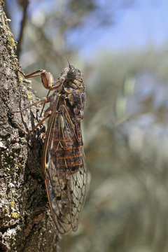 Stridulation Bilder – Durchsuchen 272 Archivfotos, Vektorgrafiken und ...