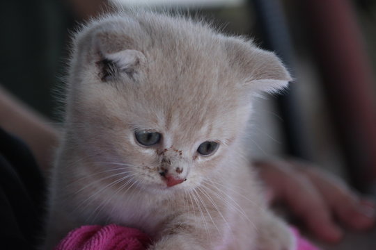 Babykatze bilder – Bläddra bland 1,685 stockfoton, vektorer och videor ...