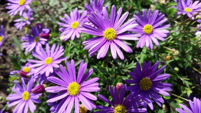 Lilla bilder – Bläddra bland 5,777 stockfoton, vektorer och videor ...