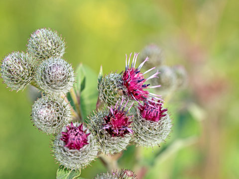 Kletten Images – Browse 333 Stock Photos, Vectors, and Video | Adobe Stock