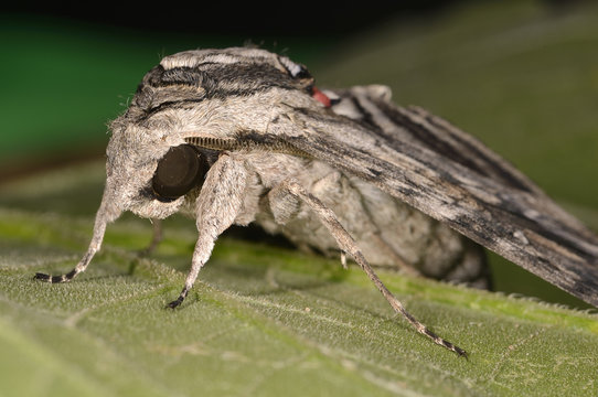 Falena Imagens – Procure 7,069 fotos, vetores e vídeos | Adobe Stock