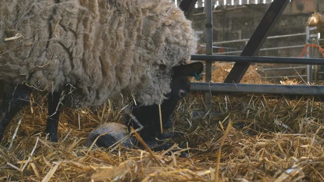 Perant Images – Browse 42 Stock Photos, Vectors, and Video | Adobe Stock