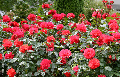 "Rosenbeet" Stock photo and royalty-free images on Fotolia.com - Pic ...