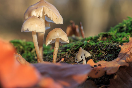 รูปภาพGiftpilz – เลือกดูภาพถ่ายสต็อก เวกเตอร์ และวิดีโอ14,265 | Adobe Stock