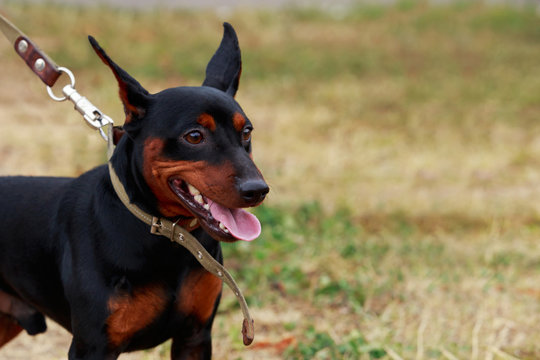 "Mini Pinscher" Images – Browse 315 Stock Photos, Vectors, and Video ...