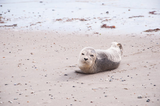Heuler-Bilder: Stock-Fotos & -Videos. | Adobe Stock