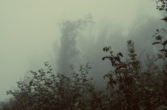Wind Blowing Trees In Forest