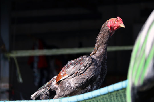 Black Fighting Rooster
