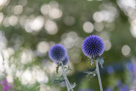 รูปภาพKugeldisteln – เลือกดูภาพถ่ายสต็อก เวกเตอร์ และวิดีโอ131 | Adobe ...