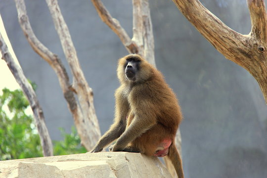 Imagens de Guette – Explore Fotografias do Stock, Vetores e Vídeos de ...