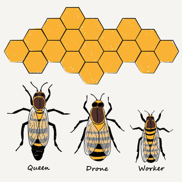 Queen Honey Bee Illustration