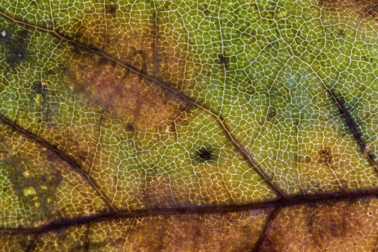 รูปภาพVerwesung – เลือกดูภาพถ่ายสต็อก เวกเตอร์ และวิดีโอ735 | Adobe Stock