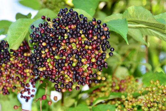 Holunderbeere Images – Browse 307 Stock Photos, Vectors, and Video ...