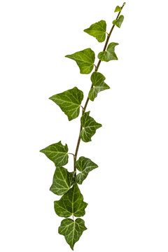 Efeuranken Bilder – Durchsuchen 3,713 Archivfotos, Vektorgrafiken und ...