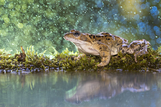 Raptil Images – Browse 5 Stock Photos, Vectors, and Video | Adobe Stock