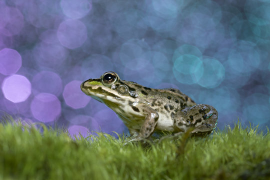 Raptil Images – Browse 5 Stock Photos, Vectors, and Video | Adobe Stock