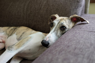 Photos, illustrations et vidéos de whippet