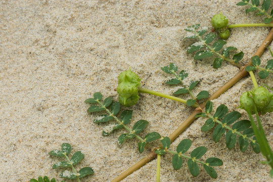 รูปภาพPlollen – เลือกดูภาพถ่ายสต็อก เวกเตอร์ และวิดีโอ100 | Adobe Stock