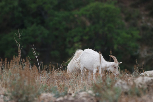 Caprette Images – Browse 231 Stock Photos, Vectors, and Video | Adobe Stock