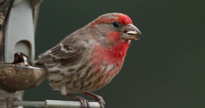 รูปภาพFinches – เลือกดูภาพถ่ายสต็อก เวกเตอร์ และวิดีโอ131,013 | Adobe Stock