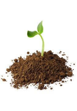 รูปภาพ"Humus – เลือกดูภาพถ่ายสต็อก เวกเตอร์ และวิดีโอ42,902 | Adobe Stock