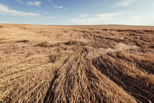 Monocropping-Bilder: Stock-Fotos & -Videos. | Adobe Stock