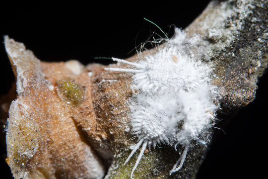 รูปภาพMealybug – เลือกดูภาพถ่ายสต็อก เวกเตอร์ และวิดีโอ1,545 | Adobe Stock