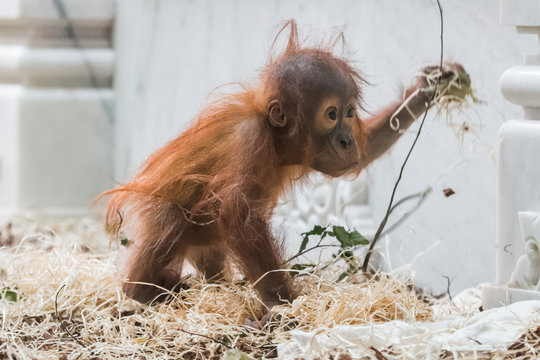 Sivapithecus Bilder – Durchsuchen 133 Archivfotos, Vektorgrafiken und ...