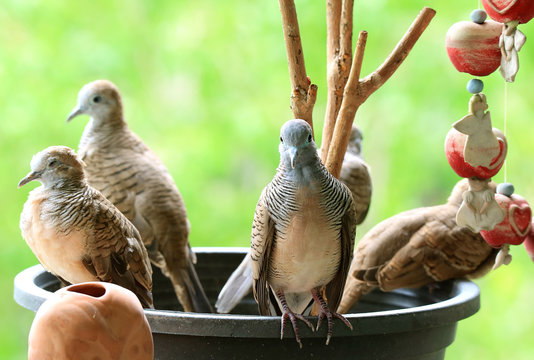 รูปภาพKurokutok – เลือกดูภาพถ่ายสต็อก เวกเตอร์ และวิดีโอ1,546 | Adobe Stock