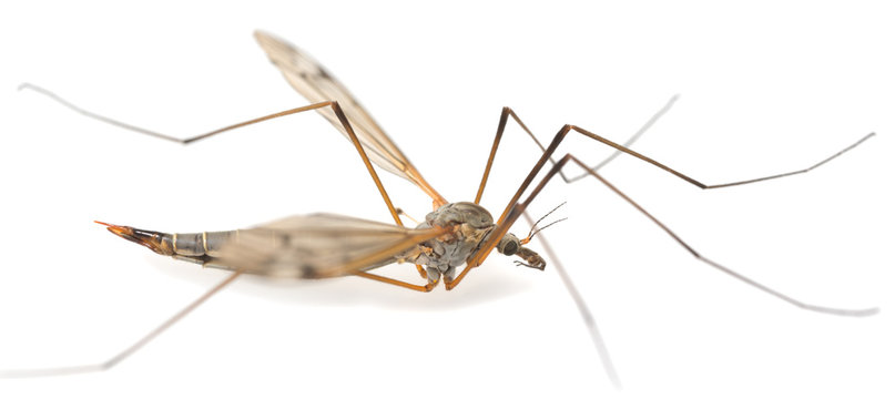 Schnacke Bilder – Durchsuchen 5,696 Archivfotos, Vektorgrafiken und ...