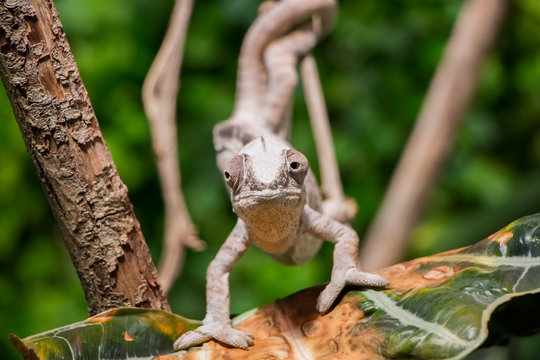 Saurien Bilder – Durchsuchen 910 Archivfotos, Vektorgrafiken und Videos ...