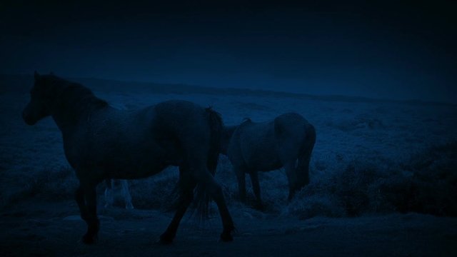 Horses At Night Wallpaper