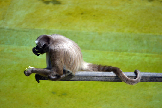 Imagens de Simiiformes – Explore Fotografias do Stock, Vetores e Vídeos ...