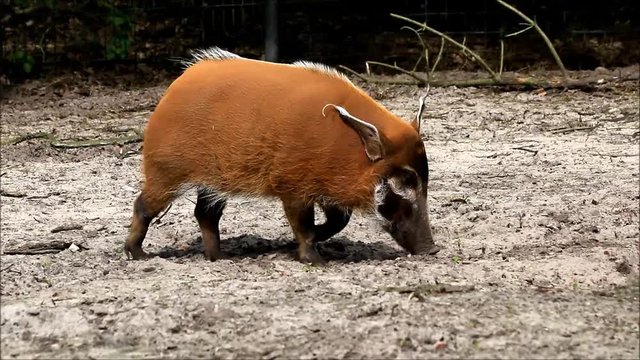 "Red River Hog" Images – Browse 1,592 Stock Photos, Vectors, and Video ...