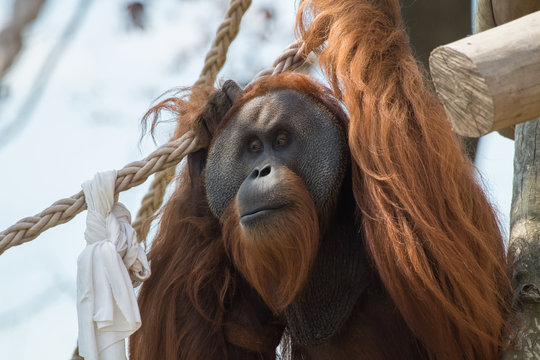 Sivapithecus Bilder – Durchsuchen 133 Archivfotos, Vektorgrafiken und ...
