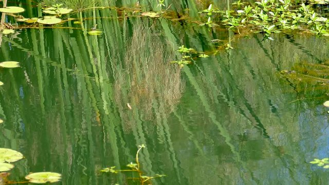 "Tall Reeds" Bilder – Durchsuchen 56 Archivfotos, Vektorgrafiken und ...