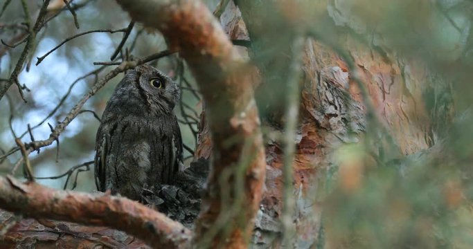 Scops-Owl Images – Browse 6,475 Stock Photos, Vectors, and Video ...