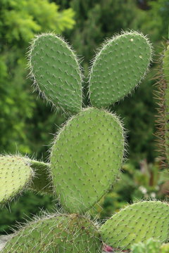 Phyllode Opuntia